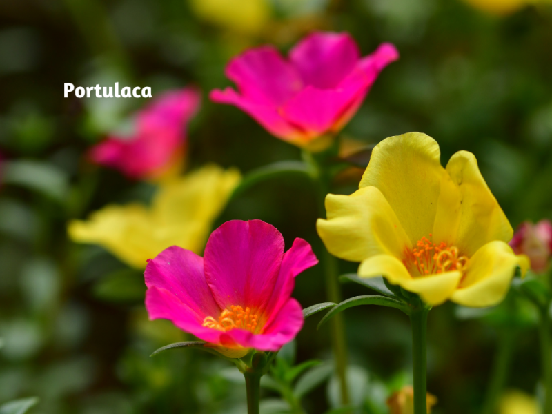 Easy To Care For And Low Maintenance Flowers | Gardening | Blooming Secrets