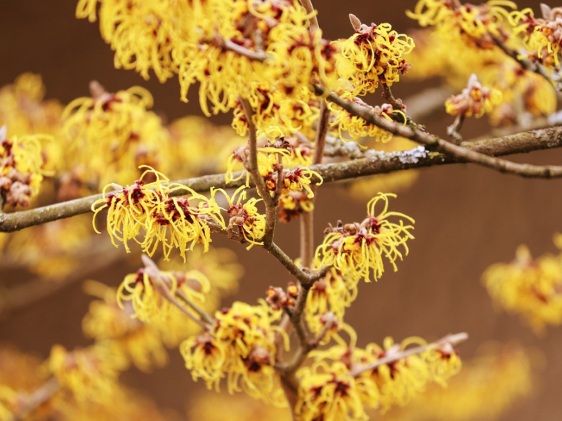 Adding Garden Color With Witch Hazel | Shrub, Gardening | Blooming Secrets