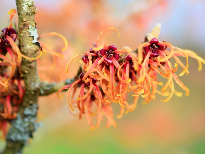 Adding Garden Color With Witch Hazel | Shrub, Gardening | Blooming Secrets