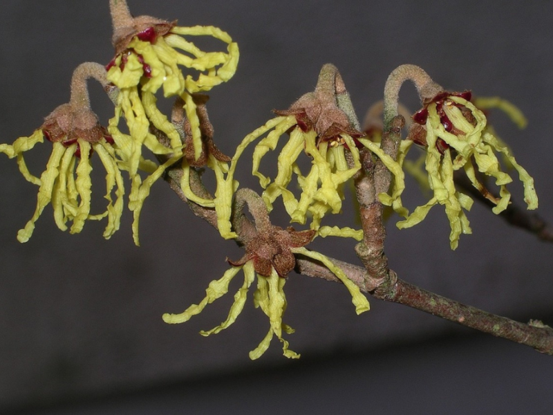 Adding Garden Color With Witch Hazel | Shrub, Gardening | Blooming Secrets