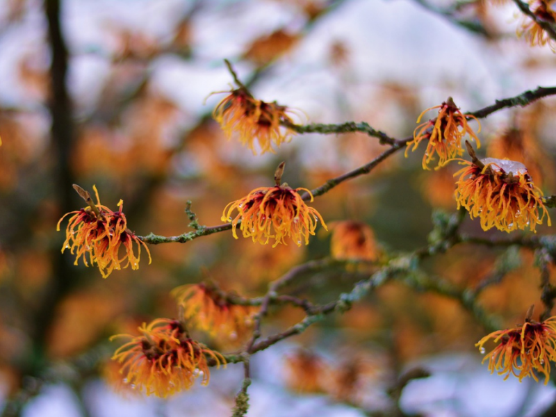 Adding Garden Color With Witch Hazel | Shrub, Gardening | Blooming Secrets