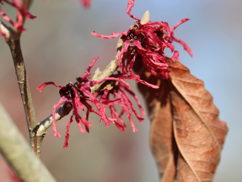 Adding Garden Color With Witch Hazel | Shrub, Gardening | Blooming Secrets