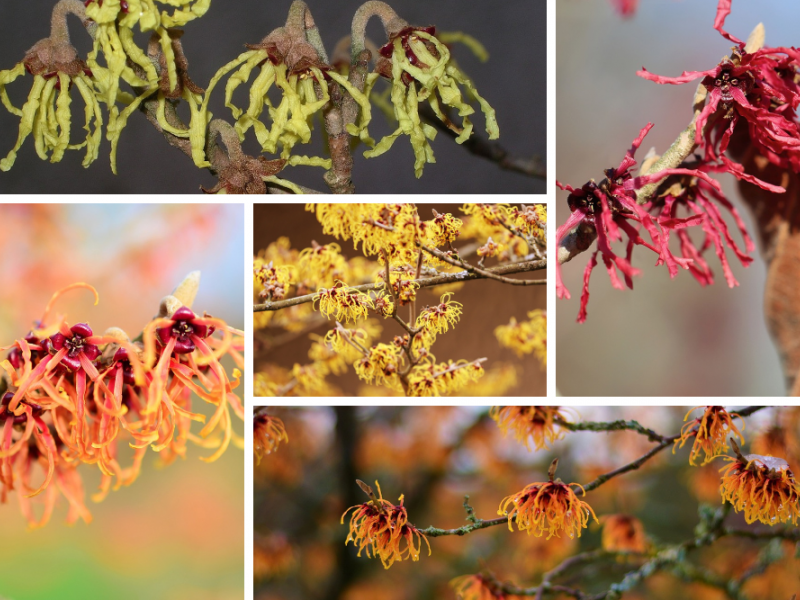 Adding Garden Color With Witch Hazel | Shrub, Gardening | Blooming Secrets