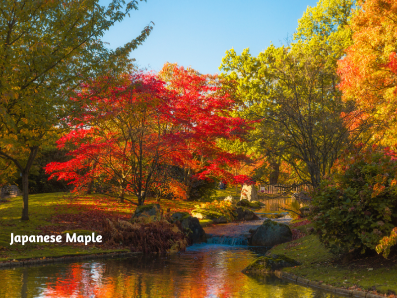 Make A Statement In The Garden | Flowers, Plants, Garden | Blooming Secrets