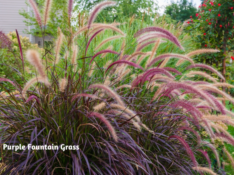 Make A Statement In The Garden | Flowers, Plants, Garden | Blooming Secrets