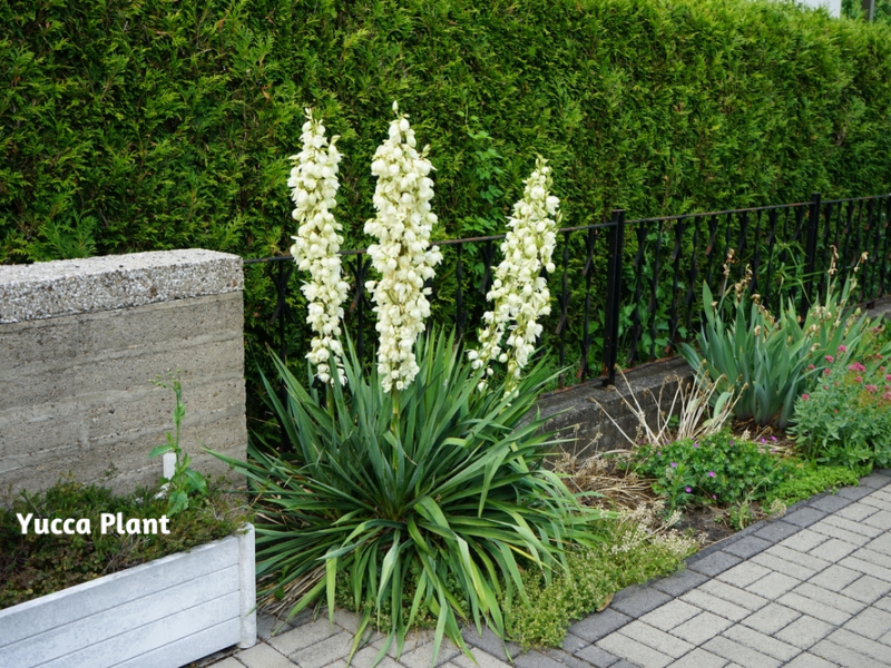 Make A Statement In The Garden | Flowers, Plants, Garden | Blooming Secrets