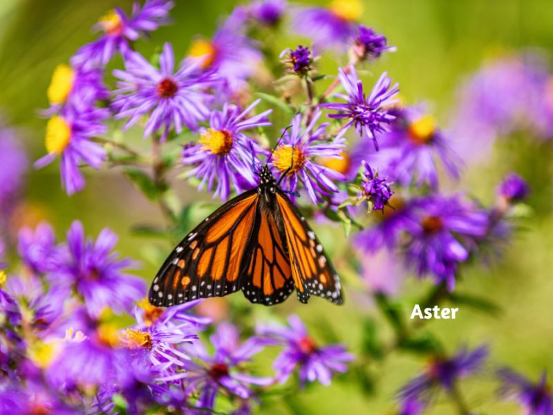 Flowers To Grow A Butterfly Friendly Garden | Gardening | Blooming Secrets