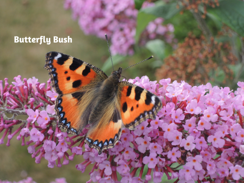Flowers To Grow A Butterfly Friendly Garden | Gardening | Blooming Secrets