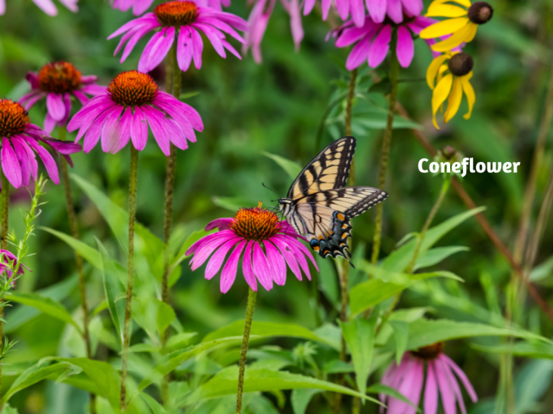 Flowers To Grow A Butterfly Friendly Garden | Gardening | Blooming Secrets