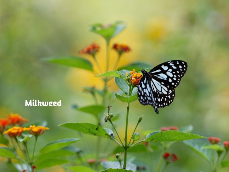 Flowers To Grow A Butterfly Friendly Garden | Gardening | Blooming Secrets