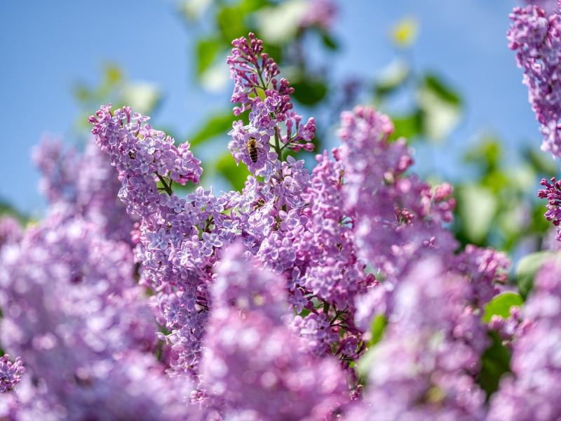 Fascinating Fact About Lilacs | Trees, Shrubs, Gardening | Blooming Secrets