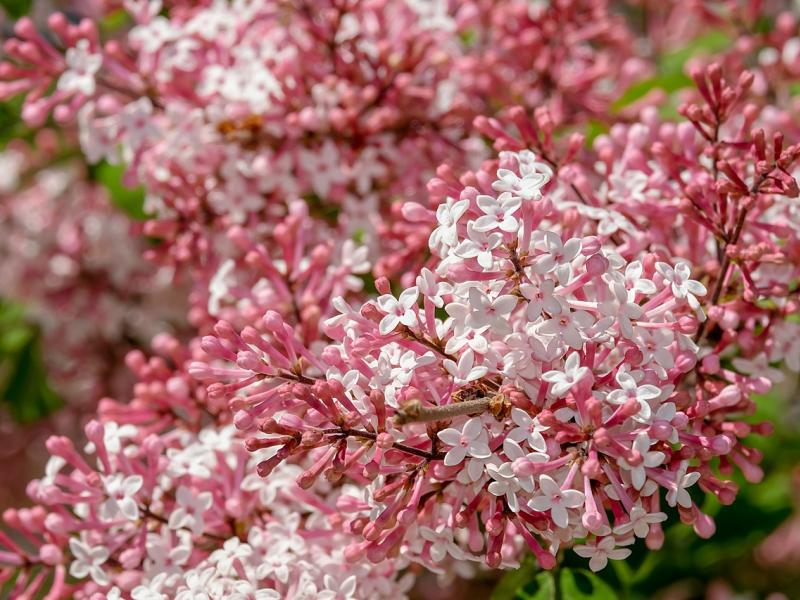 Fascinating Fact About Lilacs | Trees, Shrubs, Gardening | Blooming Secrets