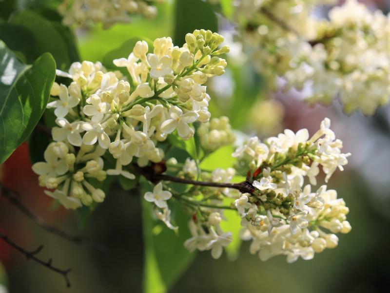 Fascinating Fact About Lilacs | Trees, Shrubs, Gardening | Blooming Secrets
