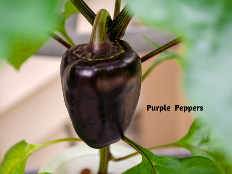 Growing Purple Vegetables | Vegetables, Seeds, Gardening | Blooming Secrets