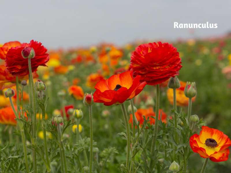 Beautiful Blooms For A Spring Garden | Flower, Gardening | Blooming Secrets