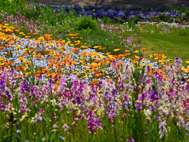 Beautiful Blooms For A Spring Garden | Flower, Gardening | Blooming Secrets