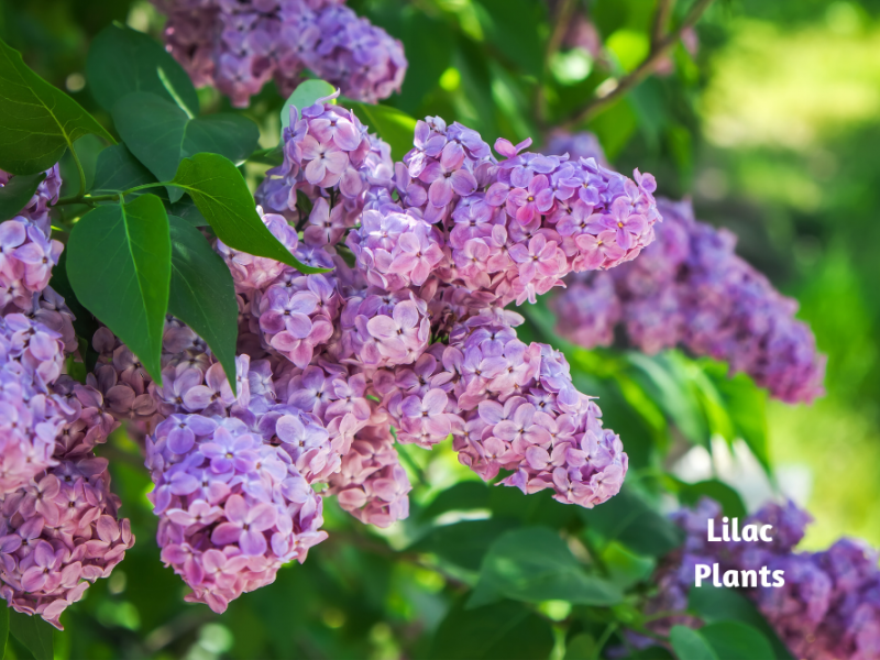 5 Great Deer Resistant Plants | Plant, Flower, Gardening | Blooming Secrets