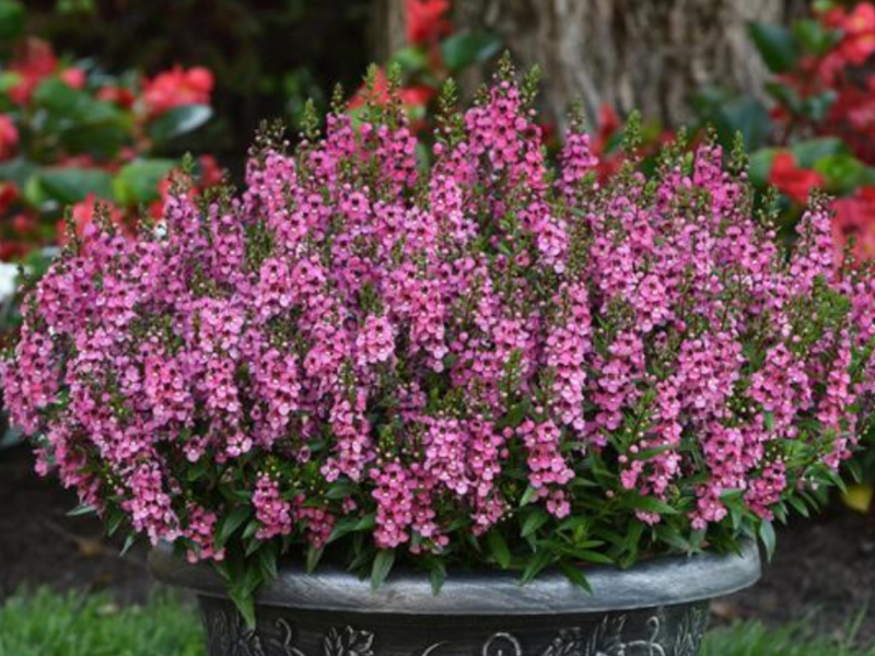 Growing Angelonia Plants | Summer Snapdragon, Gardening | Blooming Secrets