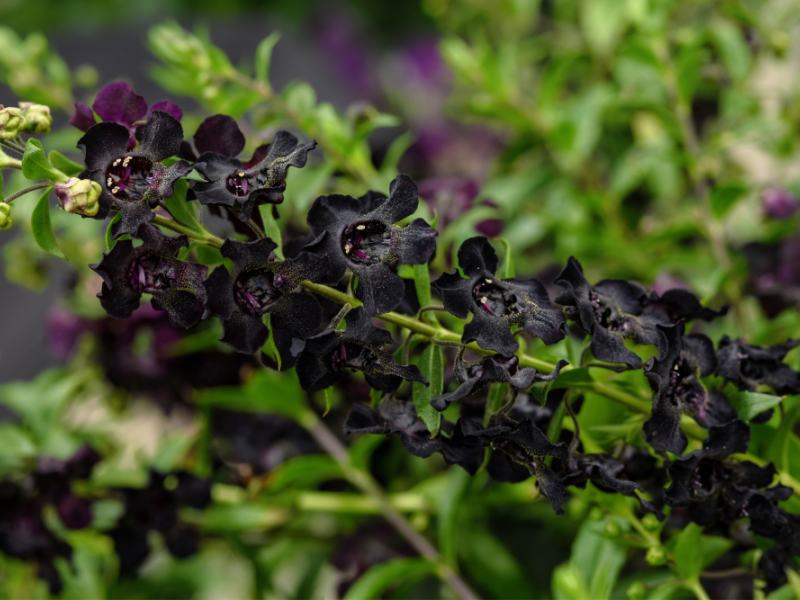 Growing Angelonia Plants | Summer Snapdragon, Gardening | Blooming Secrets