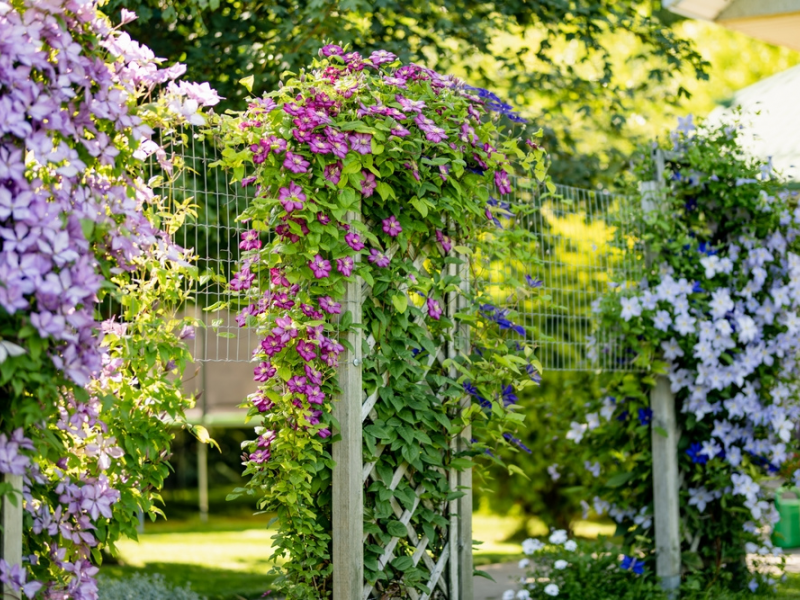 Interesting Ways To Use Clematis Vines | Vine, Gardening | Blooming Secrets Interesting Ways To Use Clematis Vines | Vine, Gardening | Blooming Secrets