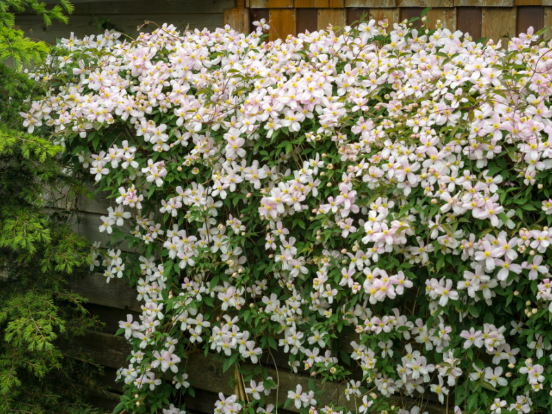 Interesting Ways To Use Clematis Vines | Vine, Gardening | Blooming Secrets
