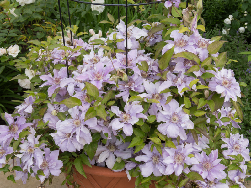 Interesting Ways To Use Clematis Vines | Vine, Gardening | Blooming Secrets