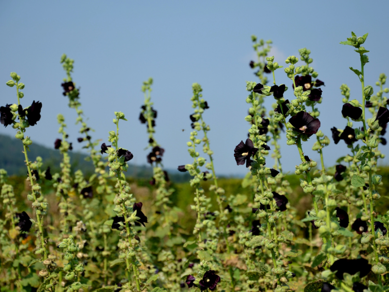 Designing A Goth Garden | Gothic Garden, Gardening | Blooming Secrets