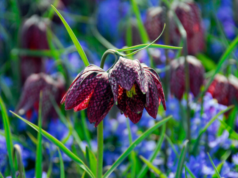 Designing A Goth Garden | Gothic Garden, Gardening | Blooming Secrets