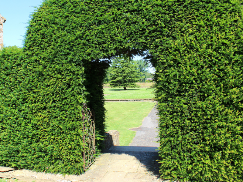 Designing A Goth Garden | Gothic Garden, Gardening | Blooming Secrets