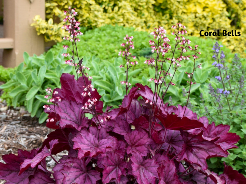 Wonderful Shade Loving Flowers | Shade, Gardening | Blooming Secrets