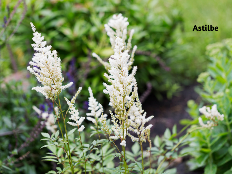 Wonderful Shade Loving Flowers | Shade, Gardening | Blooming Secrets