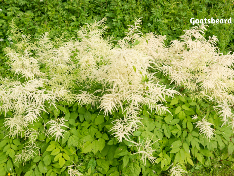 Wonderful Shade Loving Flowers | Shade, Gardening | Blooming Secrets
