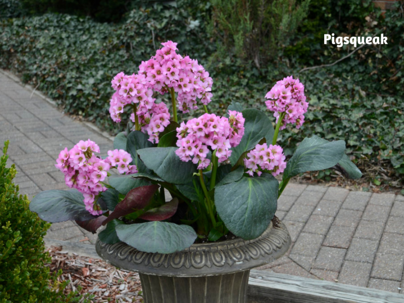 Wonderful Shade Loving Flowers | Shade, Gardening | Blooming Secrets