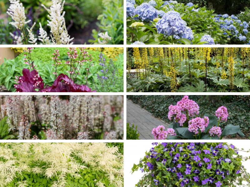 Wonderful Shade Loving Flowers | Shade, Gardening | Blooming Secrets