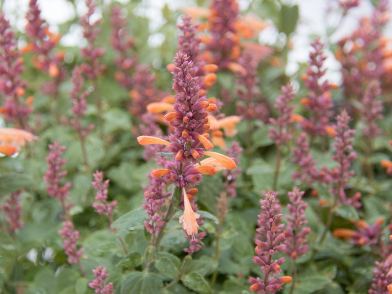 Using Agastache In The Garden | Flowers, Gardening | Blooming Secrets