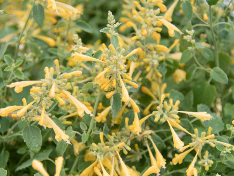 Using Agastache In The Garden | Flowers, Gardening | Blooming Secrets
