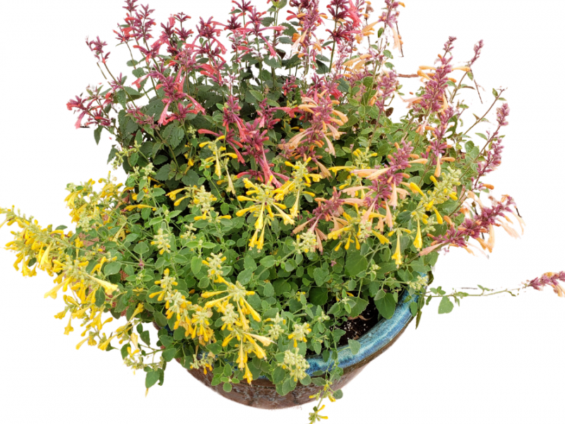 Using Agastache In The Garden | Flowers, Gardening | Blooming Secrets