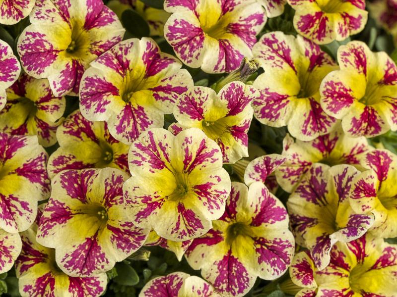 Colorful And Pretty Plants For Summer | Gardening | Blooming Secrets