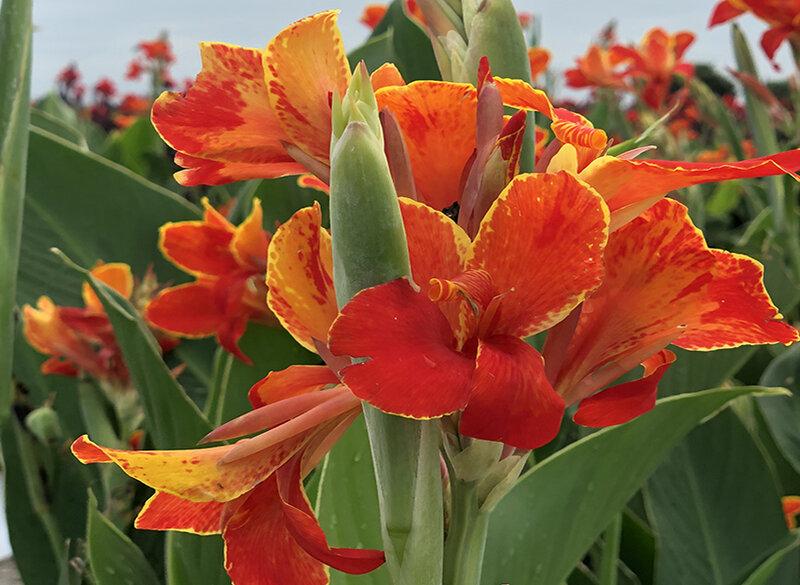 Colorful And Pretty Plants For Summer | Gardening | Blooming Secrets