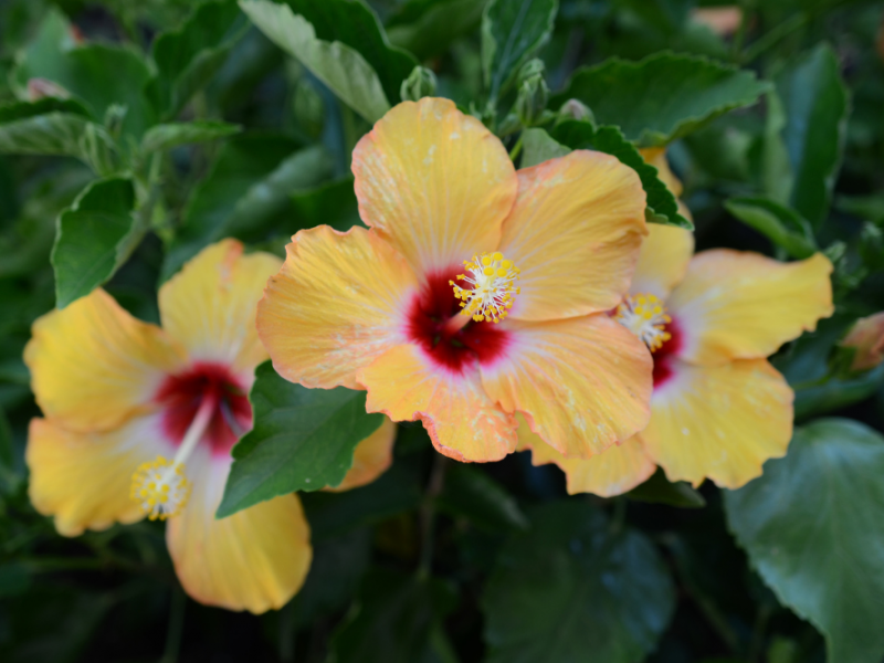 Plants That Can Beat The Heat | Flower, Shrub, Gardening | Blooming Secrets