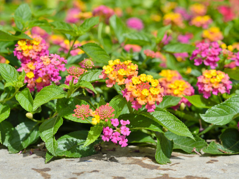 Plants That Can Beat The Heat | Flower, Shrub, Gardening | Blooming Secrets