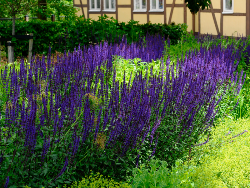 Plants That Can Beat The Heat | Flower, Shrub, Gardening | Blooming Secrets