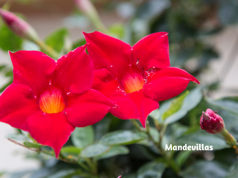 Flowers That Deliver Endless Summer Color | Gardening | Blooming Secrets