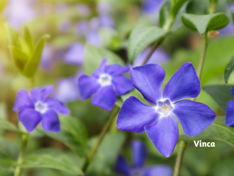 Flowers That Deliver Endless Summer Color | Gardening | Blooming Secrets