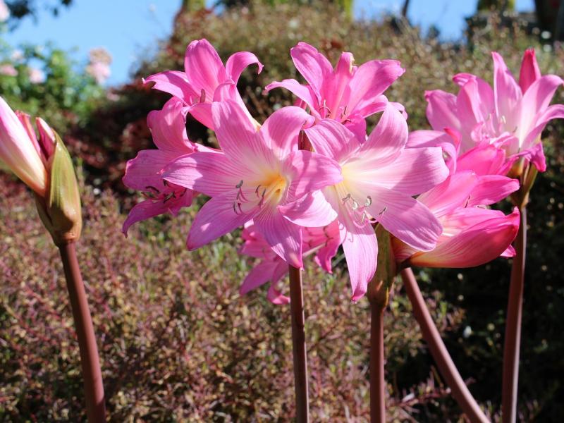 How To Grow Naked Ladies | Flowers, Plants, Gardening | Blooming Secrets