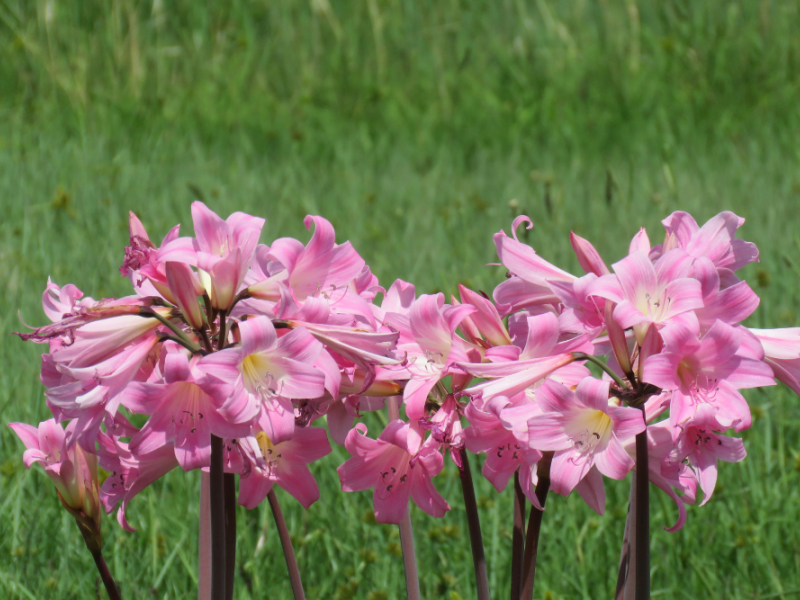 How To Grow Naked Ladies | Flowers, Plants, Gardening | Blooming Secrets