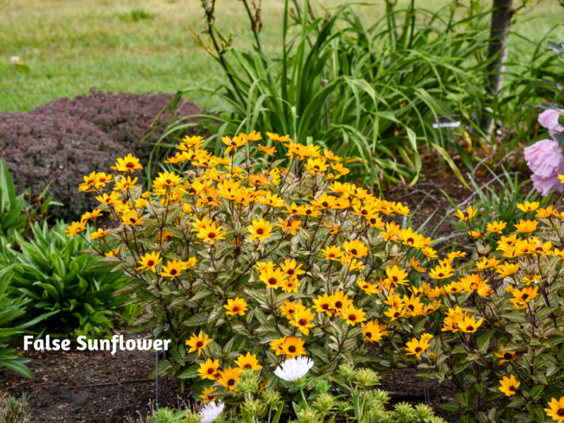 Clay Soil Drought Tolerant Plants Plants That Thrive In Clay Soil