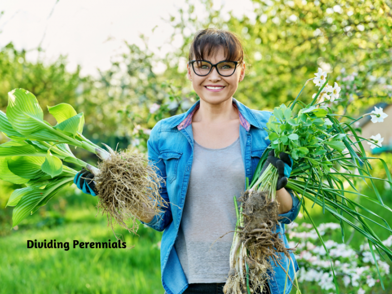 Get Your Garden Ready For Spring | Garden Tips, Garden | Blooming Secrets