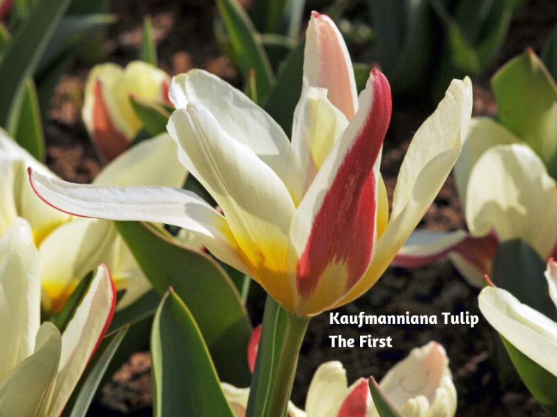 Learn About Different Tulip Types | Flowers, Gardening | Blooming Secrets
