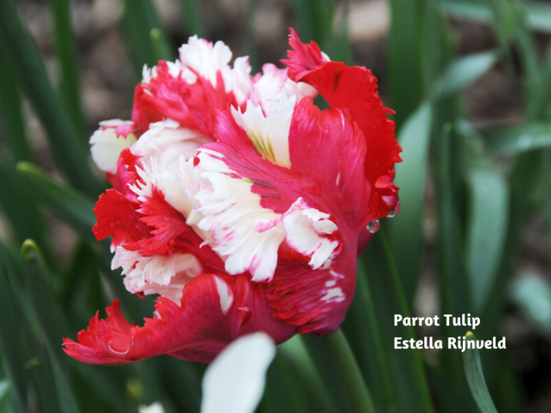 Learn About Different Tulip Types | Flowers, Gardening | Blooming Secrets